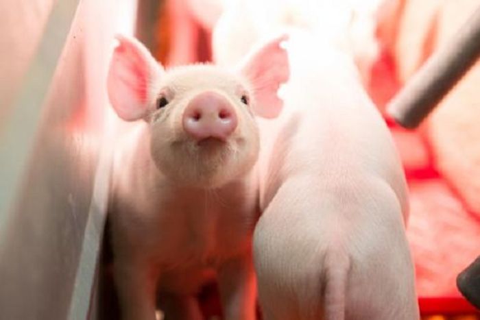 CRISPR Genome-Edited Piglets | Genetics And Genomics