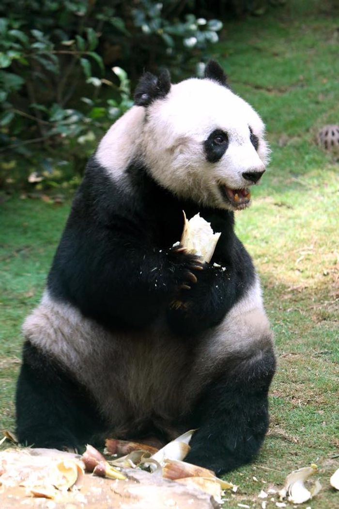 World's Oldest Captive Giant Panda Passes Away | Plants And Animals