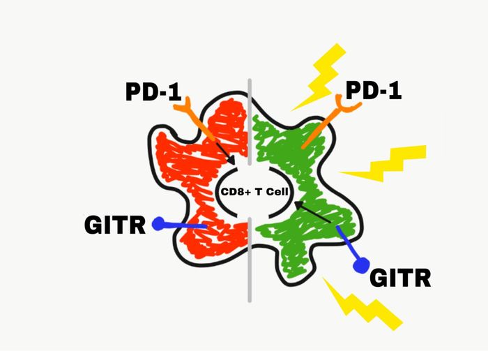 Reversing T Cell Dysfunction In Cancer Getting The Body To Fight Its