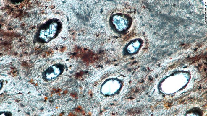 These Are the Oldest Soft Tissue Dinosaur Remains Ever Disco | Plants ...