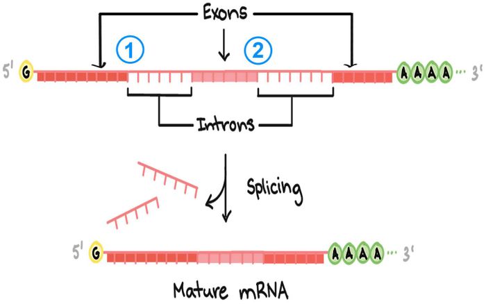 Predicting the Impact of Gene Splicing Errors | Cell And Molecular Biology