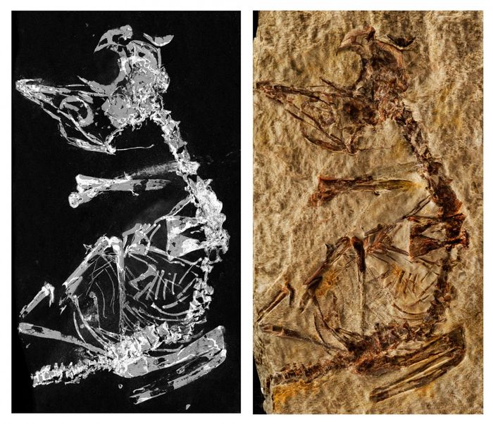 Tiny Bird Fossil Astonishes Researchers | Plants And Animals