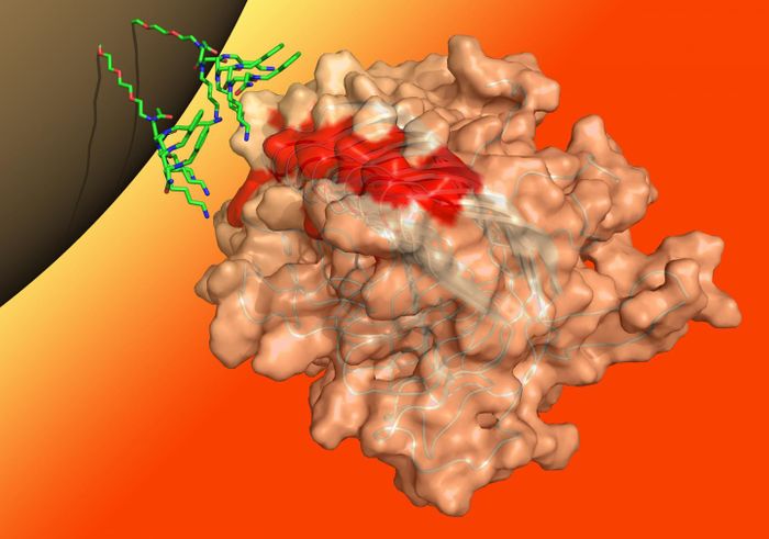 Scientists Find a Non-Invasive Way to Detect Prions | Cell And ...