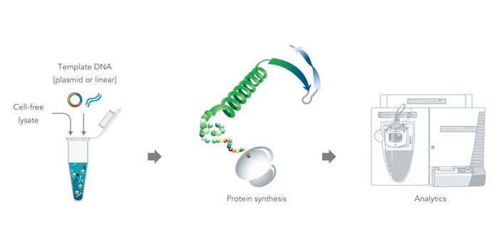 A simplified high-throughput protein expression system | Cell And ...
