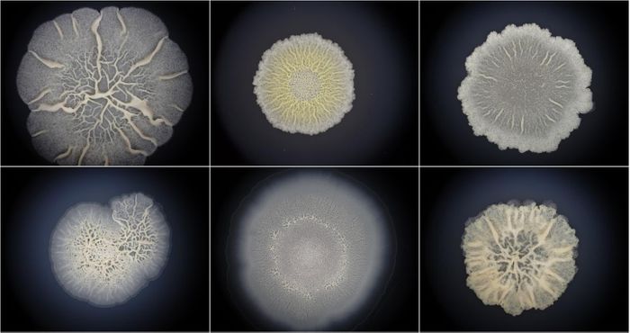 Bacterial Biofilms Can Take on Some Animal-Like Characteristics ...