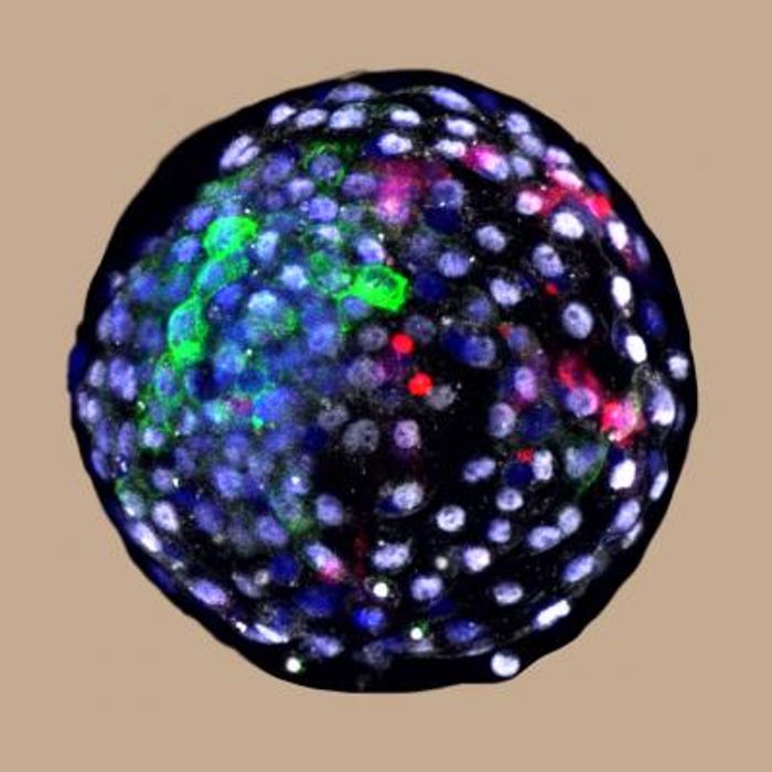 Researchers Engineer Human-Monkey Chimera Embryos | Genetics And Genomics