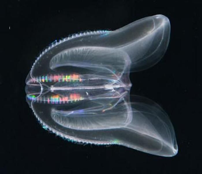 New Comb Jelly Species Revealed by Genetic Study | Genetics And Genomics