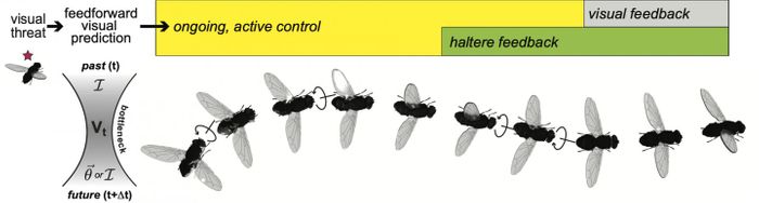 Predictions in the Fly Brain Use Potentially Universal Methods | Cell ...