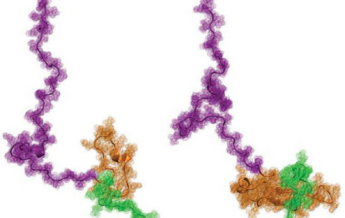 Zoom-in On the Protein Behind Huntington's Disease | Chemistry And Physics