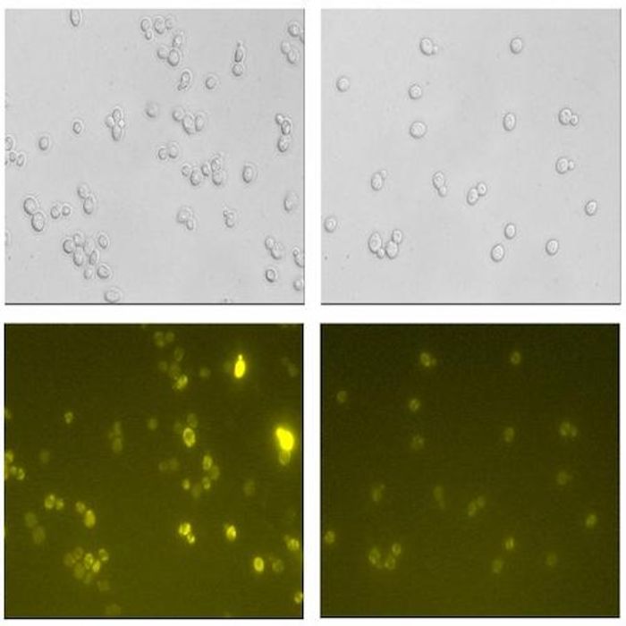 Using Yeast to Synthesize Incredible new Drugs | Cell And Molecular Biology