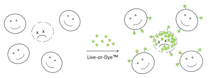Cell Viability- Where to Begin? | Cancer