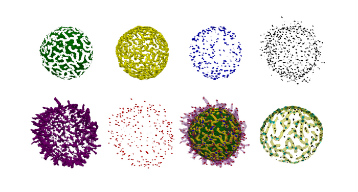 B Cell Surface Features Revealed by Advanced Microscopy | Immunology