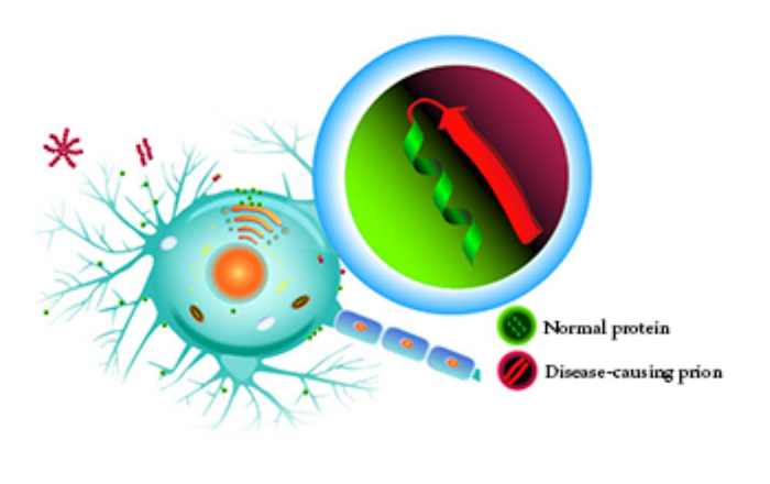 Chronic Wasting Disease Prion Shedding in Deer | Microbiology