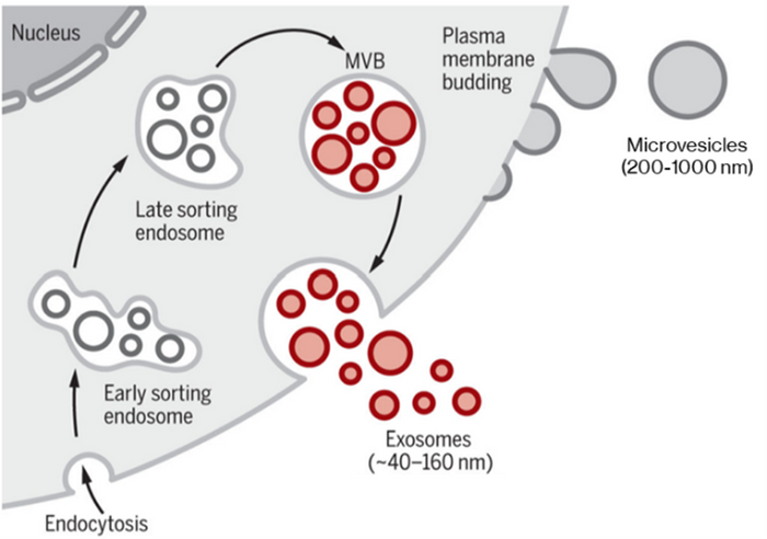 Bringing Light to Extracellular Vesicles | Cell And Molecular Biology