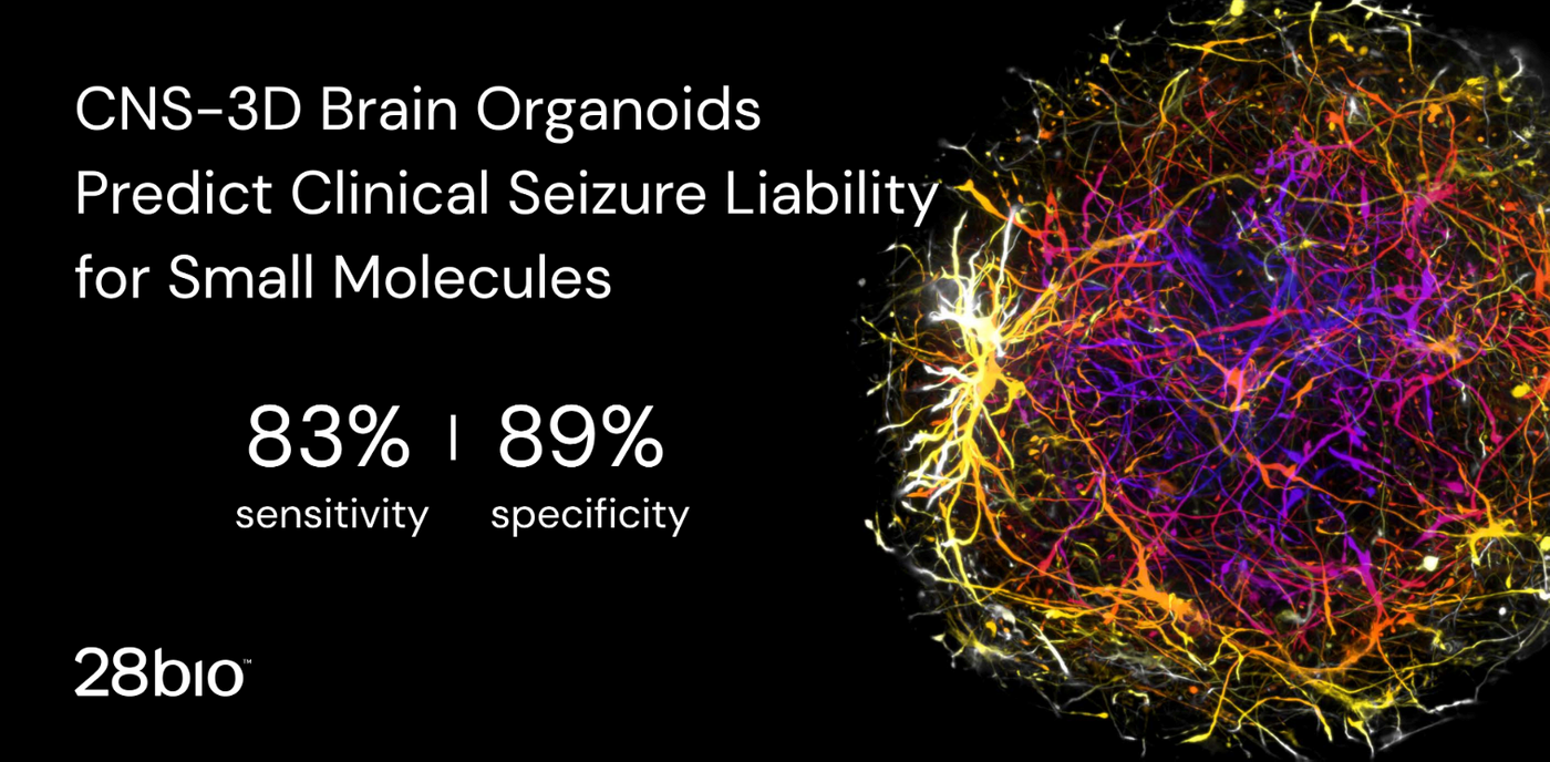 CNS-3D Brain Organoids Predict Clinical Seizure Liability | Drug ...