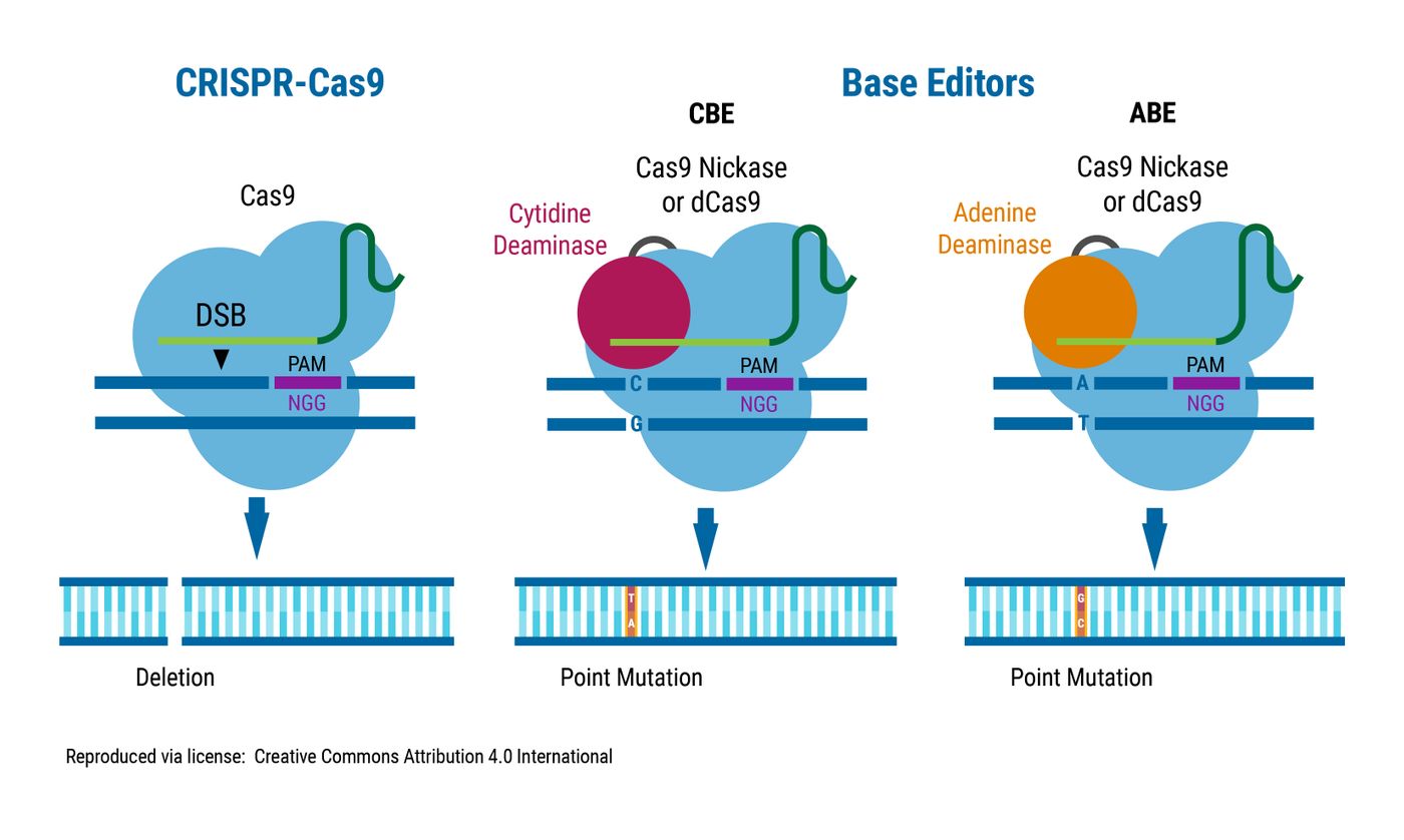 Gene Editing Beyond Crispr Cas9 Base Editors Cancer