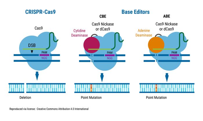 Gene Editing Beyond CRISPR-Cas9: Base Editors | Cancer