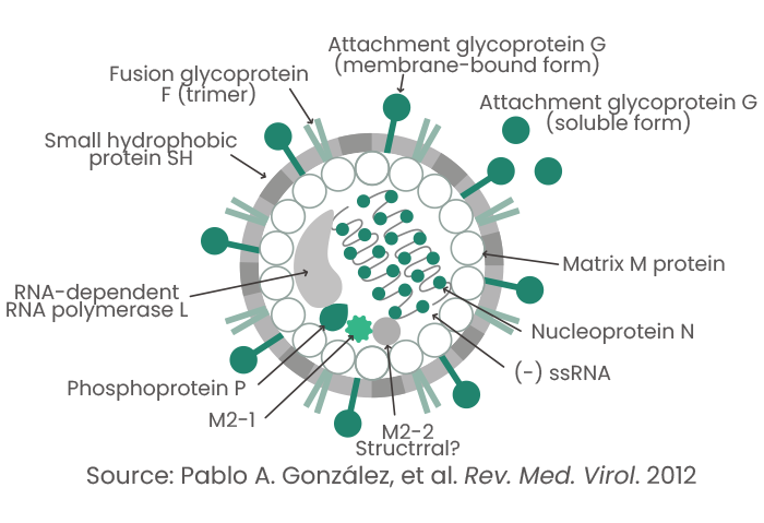 Respiratory Syncytial Virus Antigens and Antibodies | Drug Discovery ...