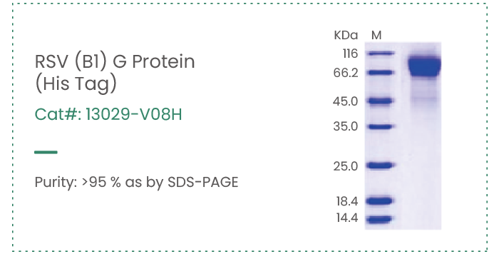 Respiratory Syncytial Virus Antigens and Antibodies | Drug Discovery ...