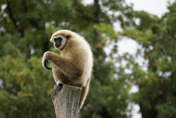 New gibbon fossils suggest the genus is 8 million years old | Plants ...