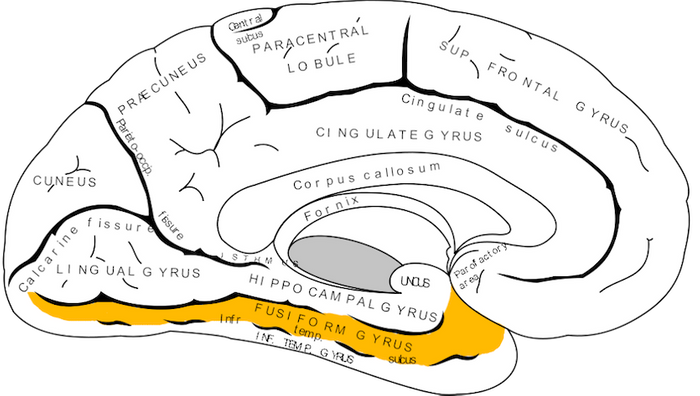 Fusiform Face Area Diagram