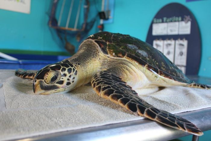 Australia's First-Known Hybrid Turtle is Snatched From the S | Plants ...