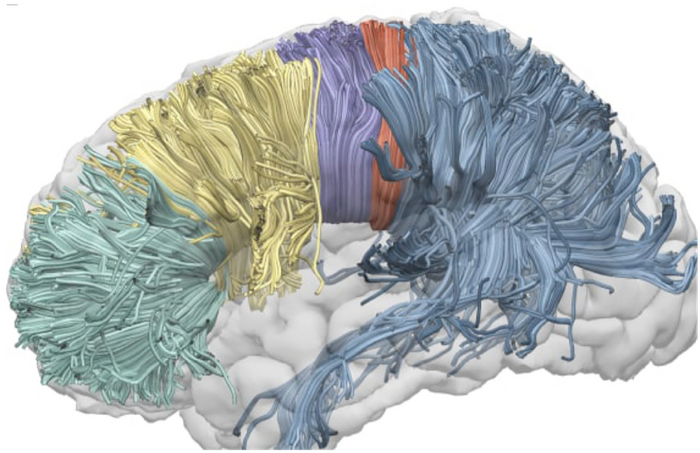Fat Fibers Push Language Processing to the Left Hemisphere | Neuroscience