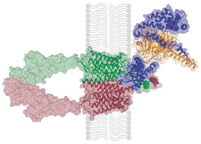Understanding an Unusual Receptor That's Linked to Depression | Cell ...