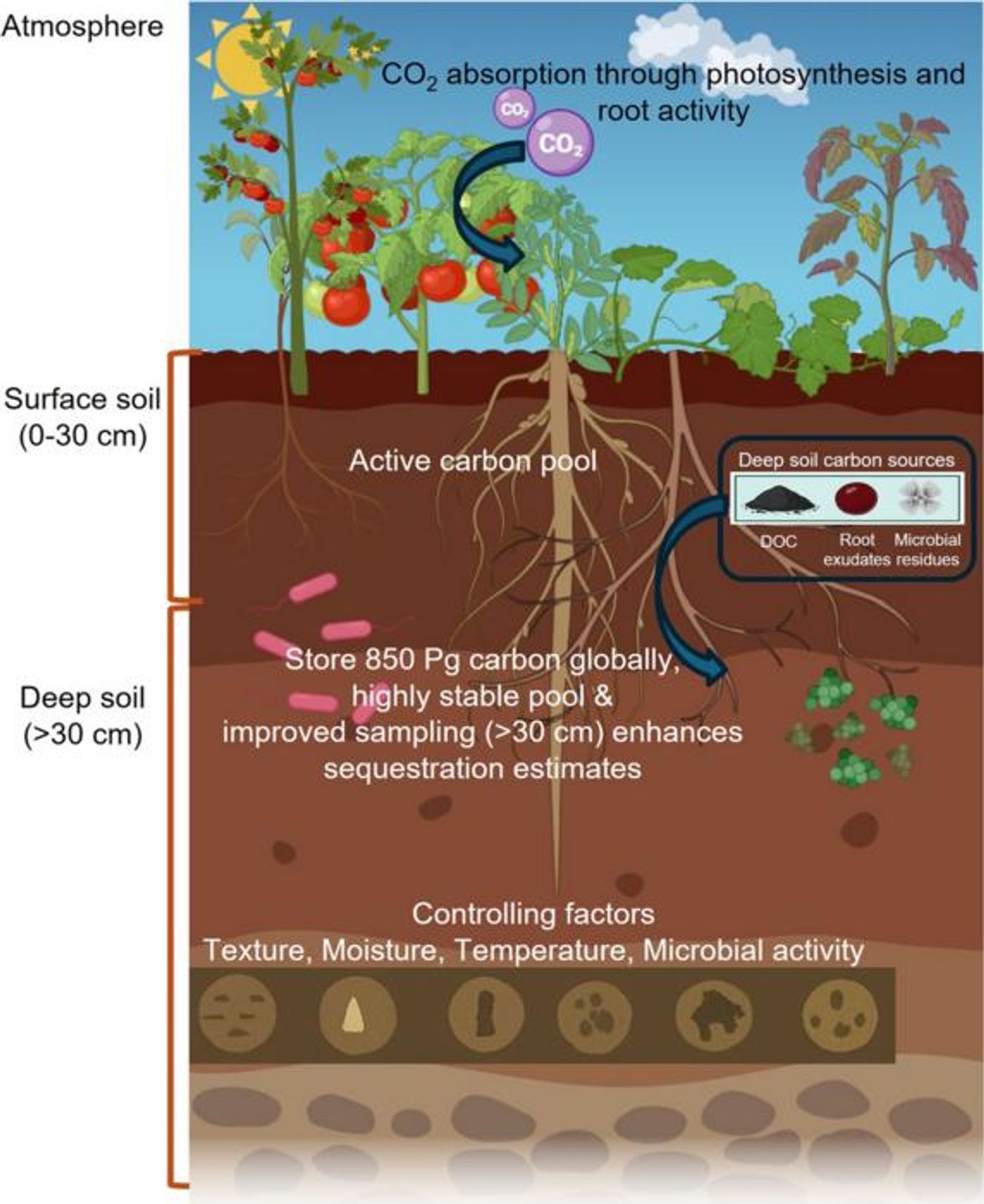 Deep soil holds over 50% of Earth's underground carbon | Earth And The ...