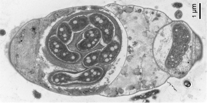 A Microbial Predator Can Wreak Havoc in the Desert | Microbiology