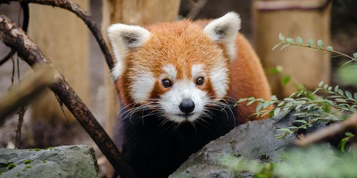 Conservationists Begin Tracking Red Pandas with GPS Satellites | Plants ...