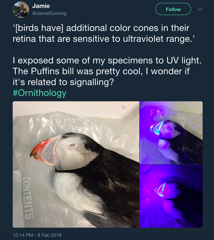 Atlantic Puffins' Beaks Fluoresce Under UV Light, But Why? | Plants And ...