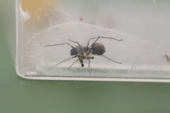 This Spider Species Nourishes its Young with 'Spider Milk' | Plants And ...