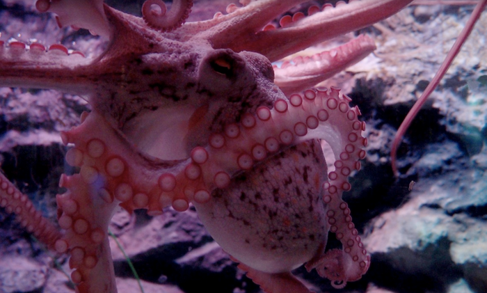 How the Suction Cups on Octopus Arms Detect Their Surroundings ...