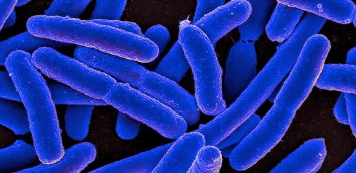 Bacteria Can Read Genes Forwards or Backwards | Microbiology
