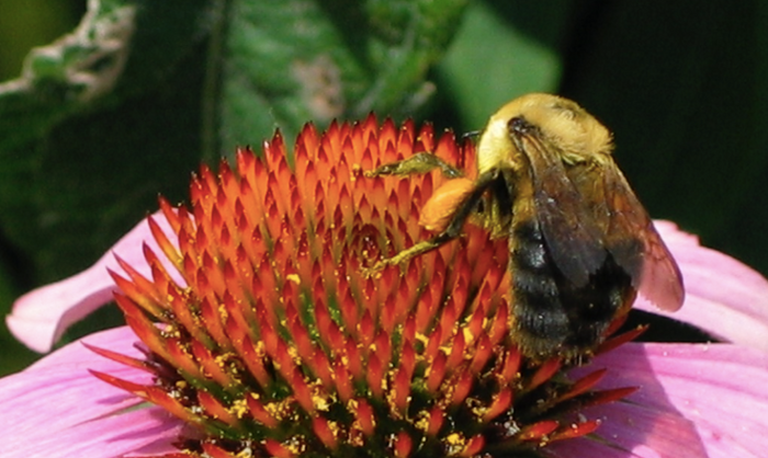 Big Bees Take the Time to Memorize Where the Best Flowers Are | Plants ...