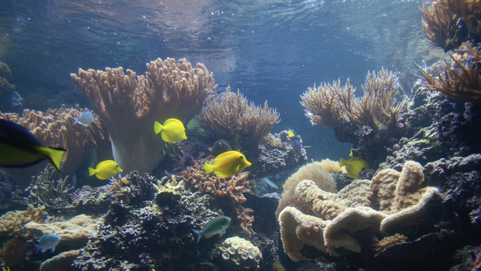 Deep-Sea Microbes Are 'Invisible' to the Human Immune System | Microbiology