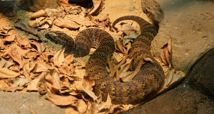 After Mass Extinction, All Modern Snakes Evolved From Only a Few ...