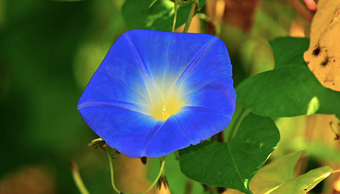 Symbiotes Spark the Production of Psychedelics in These Flowers | Cell ...