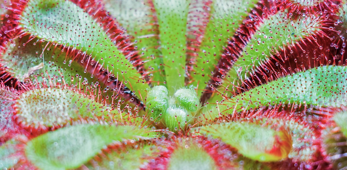 Insight Into the Evolution of Carnivorous Plants | Genetics And Genomics