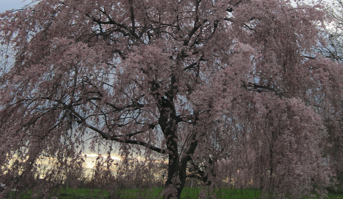 Researchers Create the Largest Family Tree, For All Humanity | Genetics ...