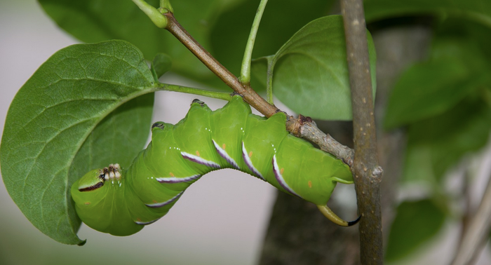 Introducing... The Caterpillar Model of Human Disease | Health And Medicine