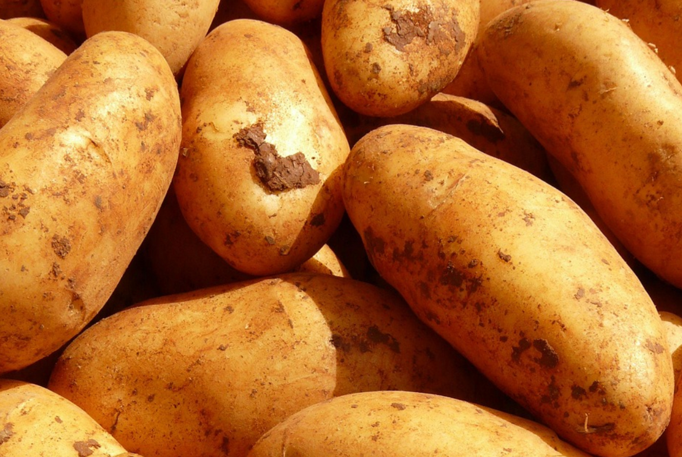 Indigenous Andeans Had a Genetic Advantage to Eating Potatoes ...