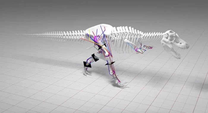 T. Rex Couldn't Run | Plants And Animals