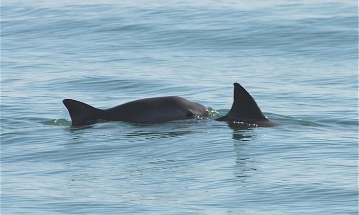 Saving Vaquitas With the Help of Dolphins | Plants And Animals