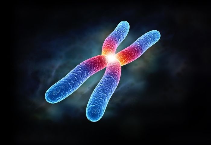 Scientists Unveil What the X Chromosome is Really Up To | Genetics And ...