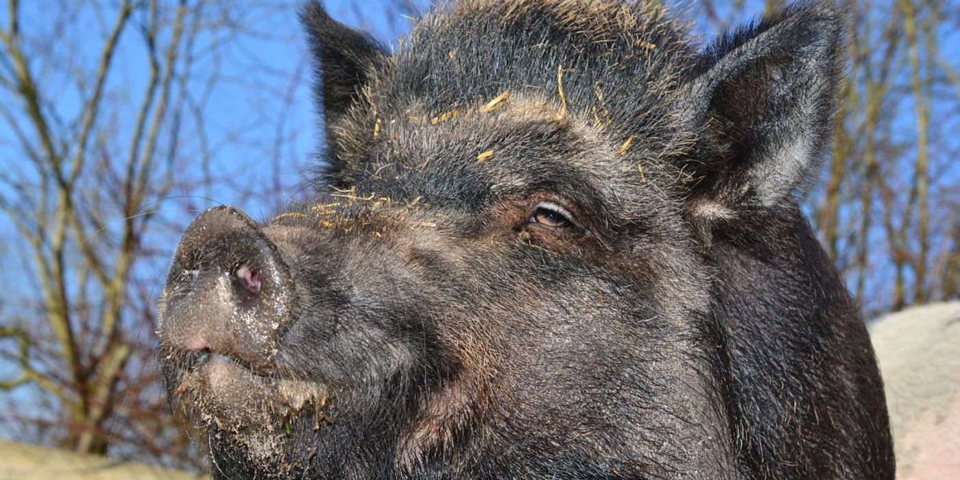 Wild Pigs Release as Much CO2 as a Million Cars | Earth And The Environment