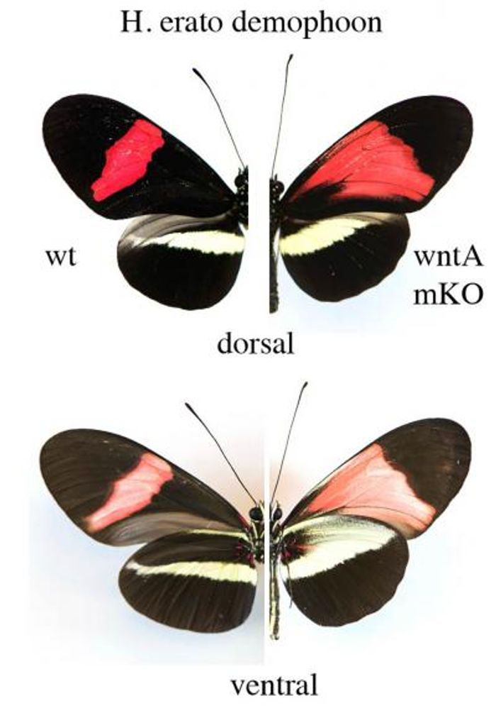 Researchers Find the Genetic Key to Butterfly Wings | Cell And ...