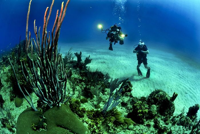 Coral reefs are on the move | Earth And The Environment