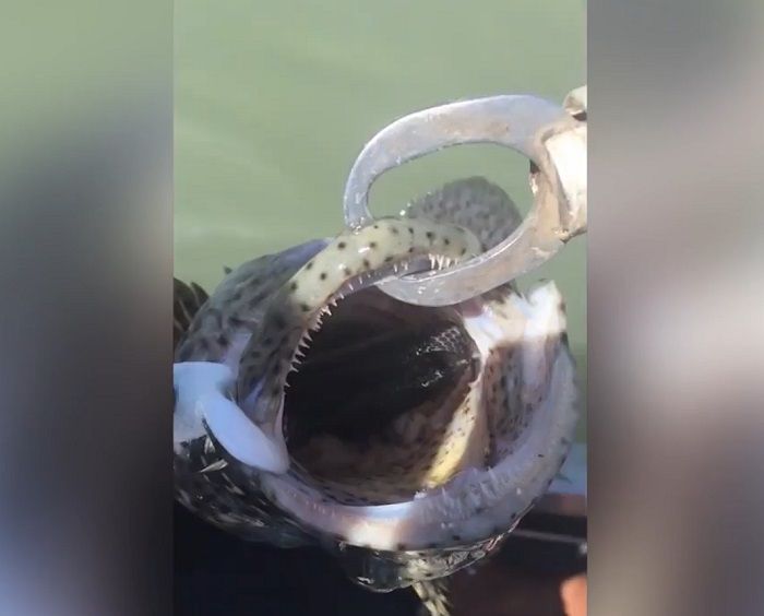 Fisherman Finds Live Venomous Snake in Cod's Mouth | Plants And Animals